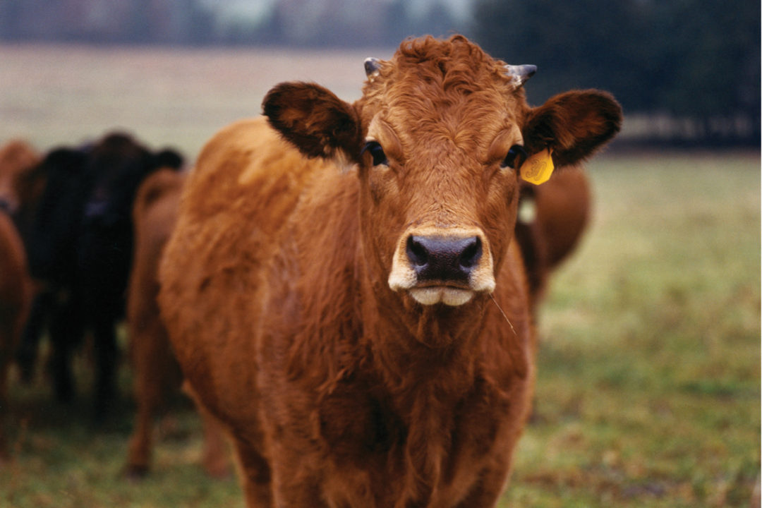 There's the Beef - 5280