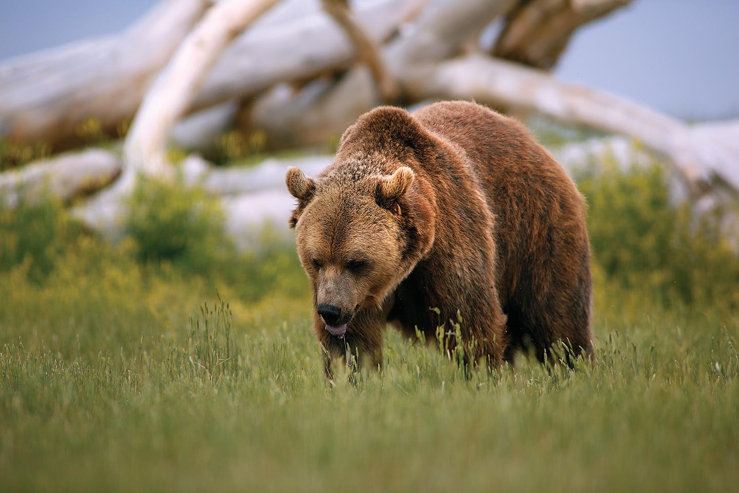 At Home on the Range - 5280