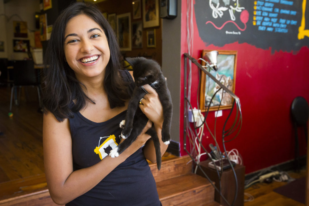 Denver Cat Company Celebrates First Anniversary - 5280