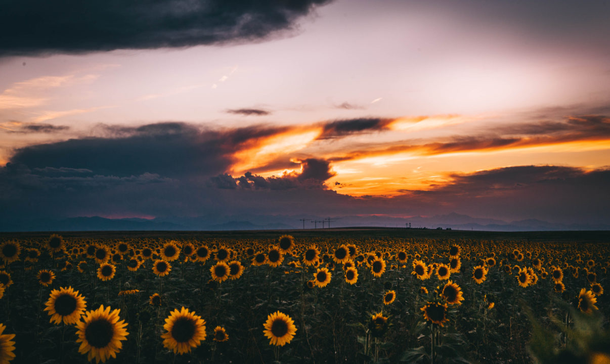 Endless Sunflowers - 5280