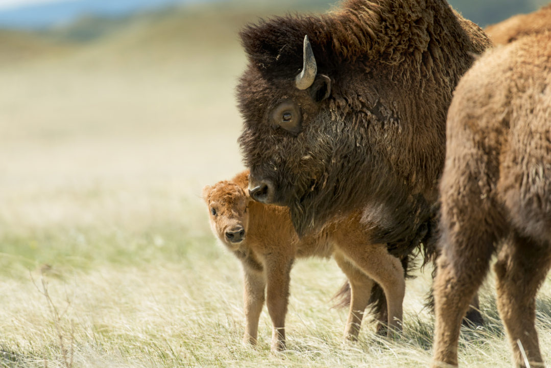 Where the Bison Roam - 5280