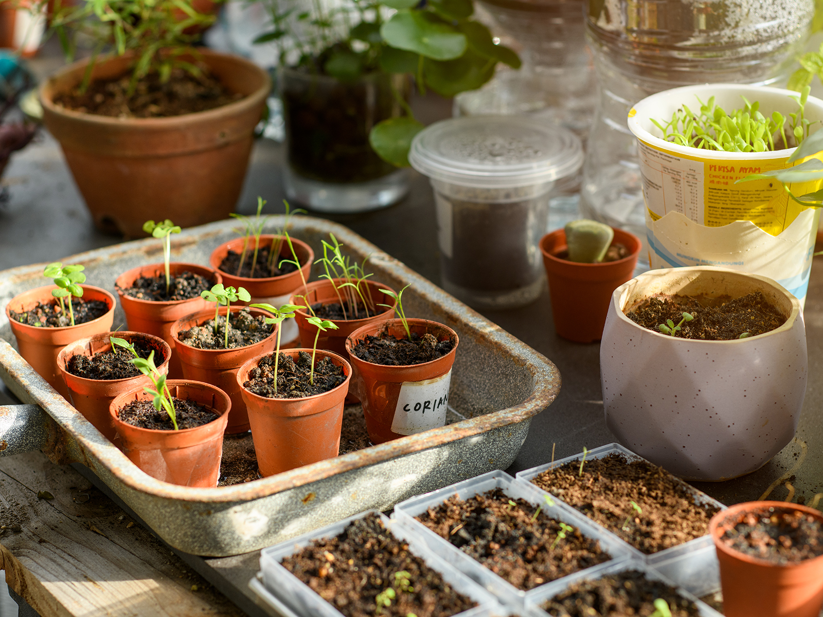 7 Secrets to a Bountiful Colorado Veggie Garden - 5280