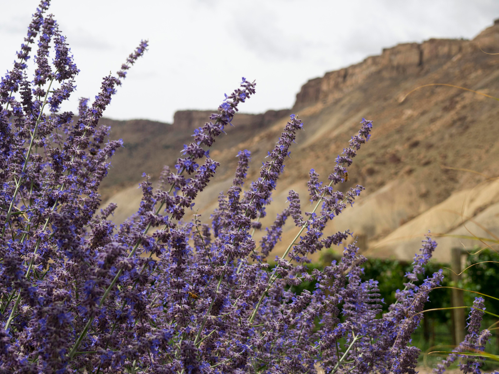Colorado Summer Mountain Festivals Worth the Dr. - 5280