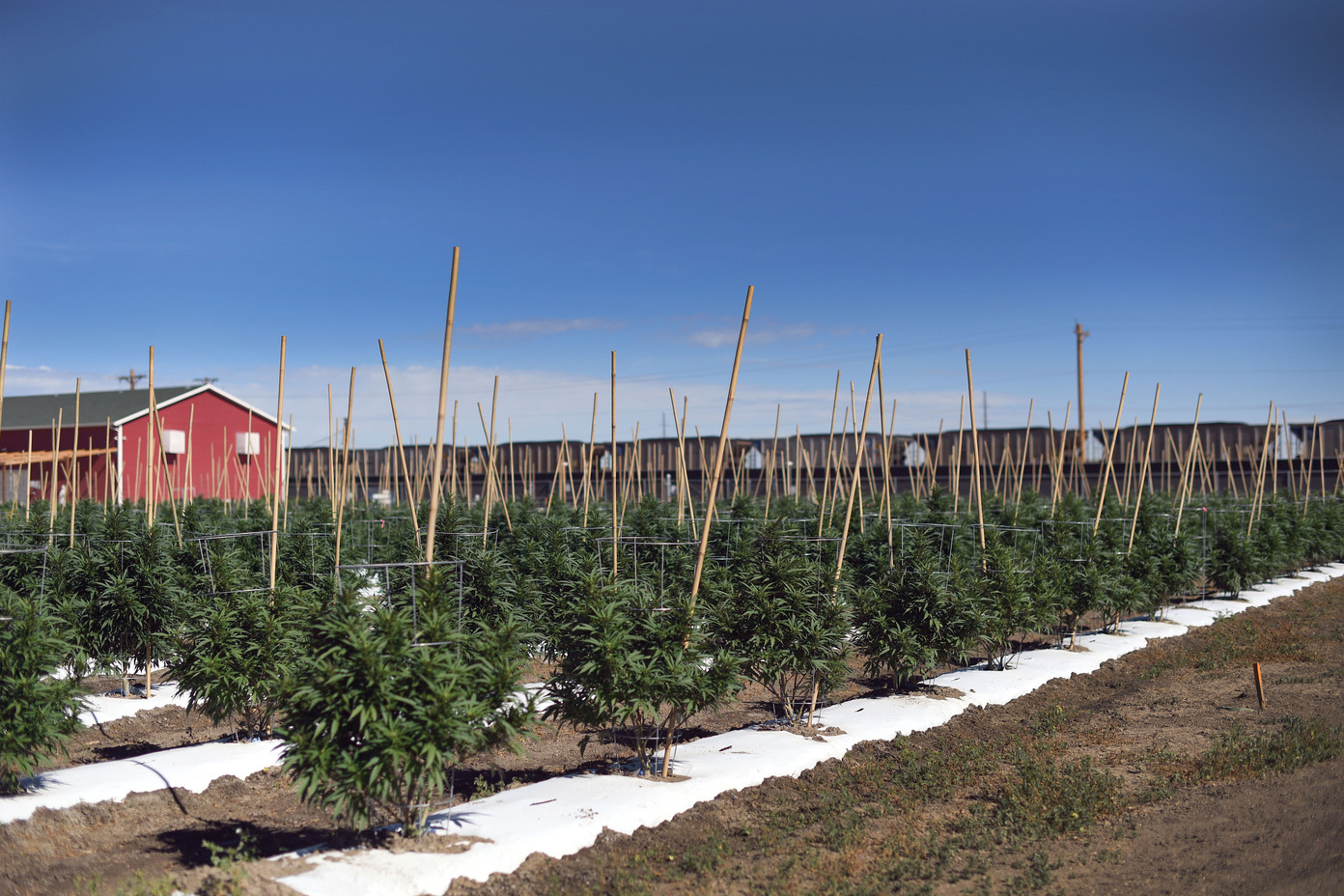 Budding Industry: Marijuana's Impact in Colorado - 5280