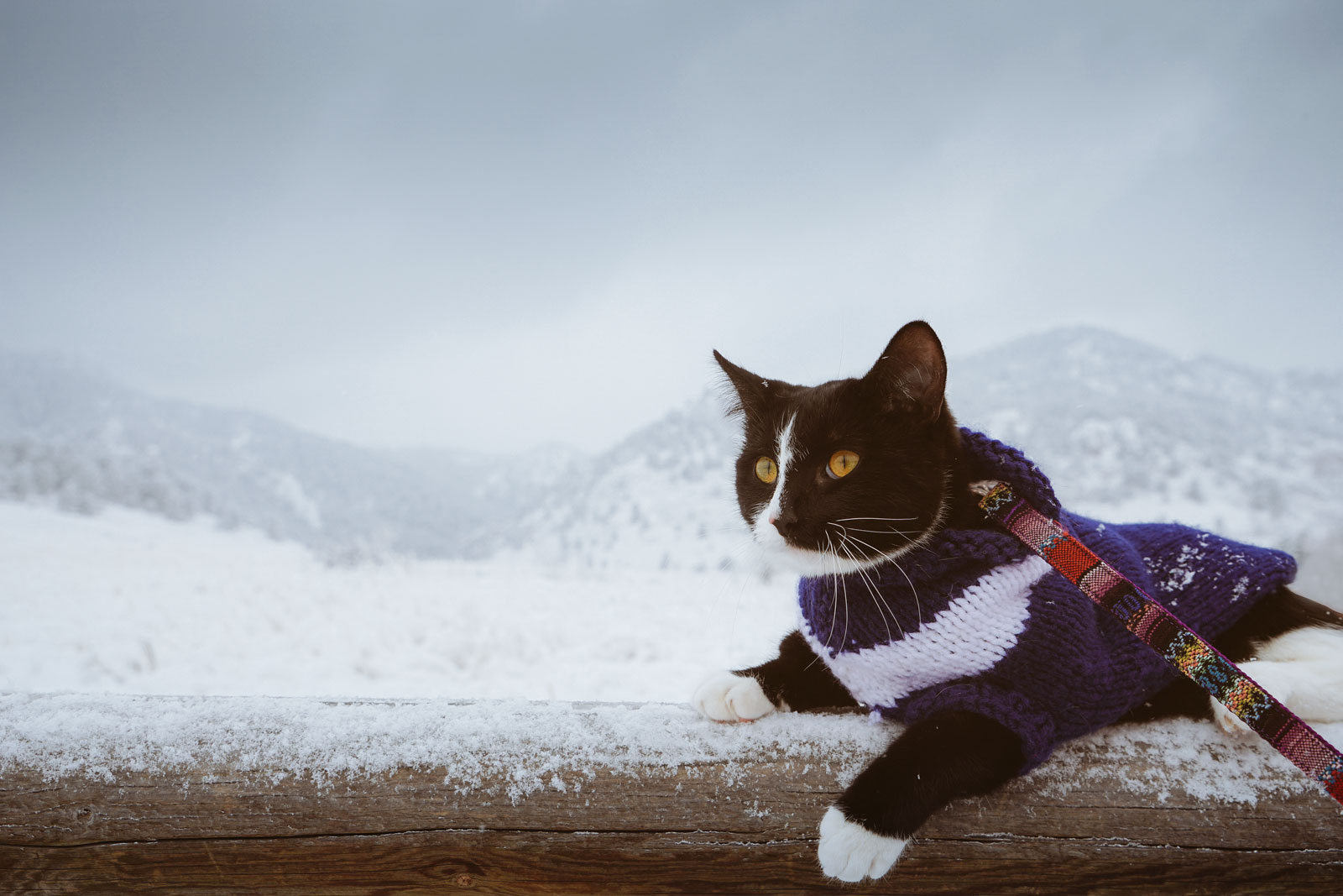 How to Make Your Feline an Adventure Cat