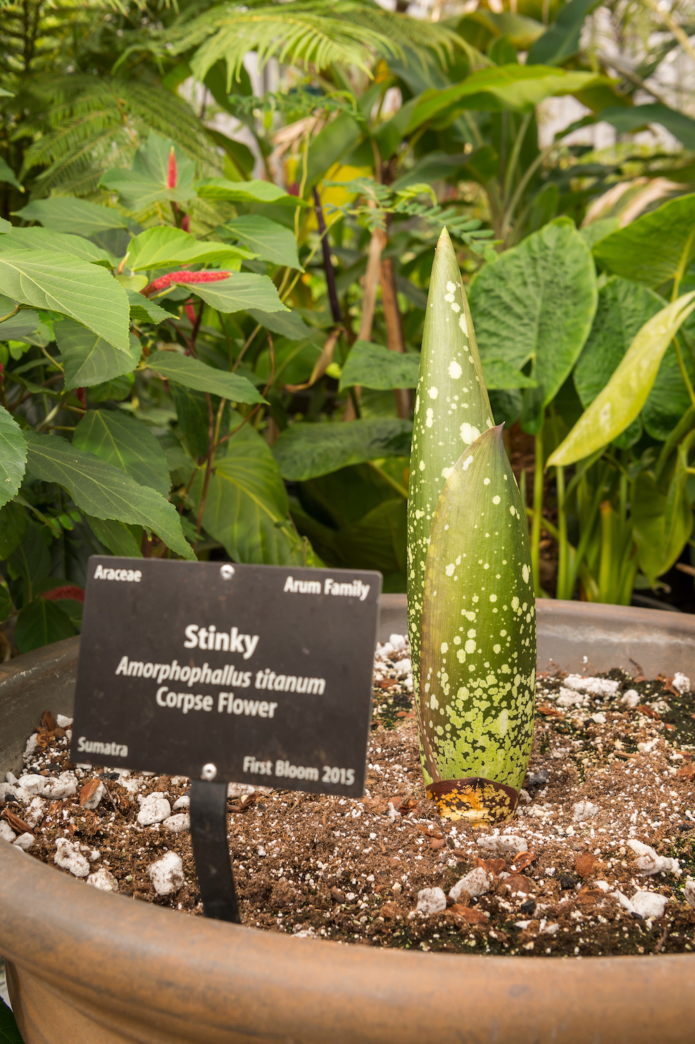 Stinky the Corpse Flower Will Again Come to Life - 5280