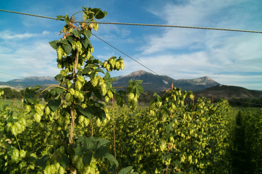 What’s in Season Now: Fresh Hops