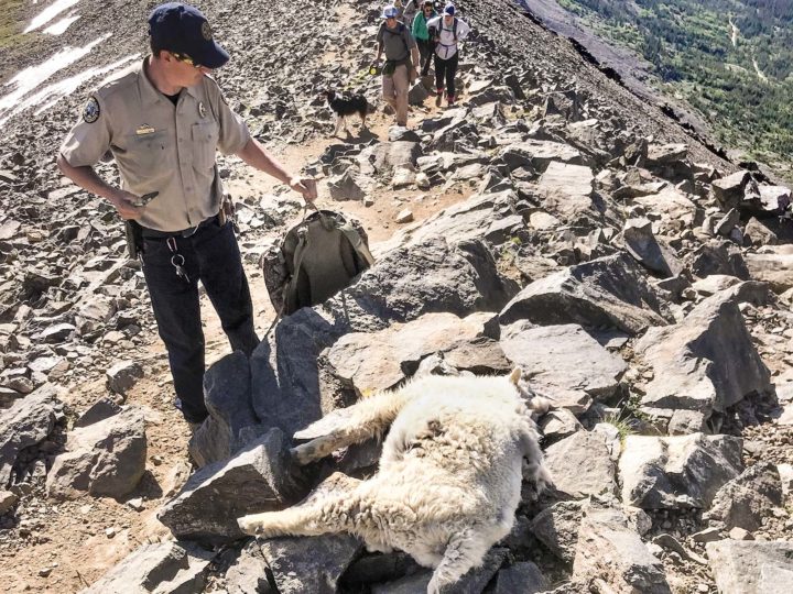 The Alarming Trend of Wildlife Poaching in Colorado