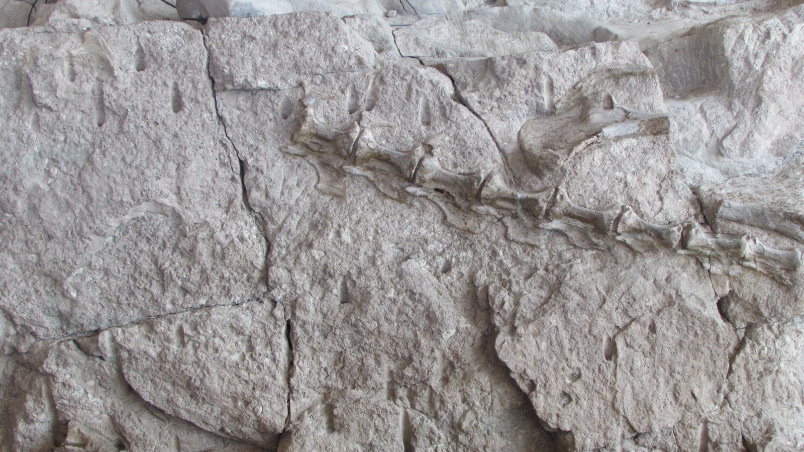 A Visitor's Guide to Dinosaur National Monument