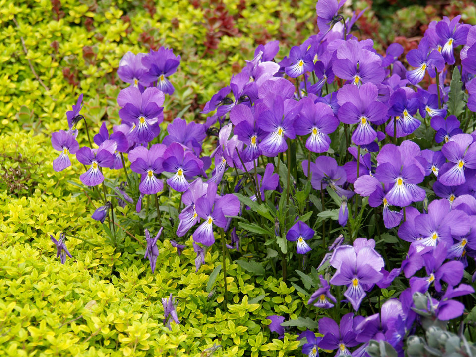 The Beginner’s Guide to Xeriscaping In Denver - 5280