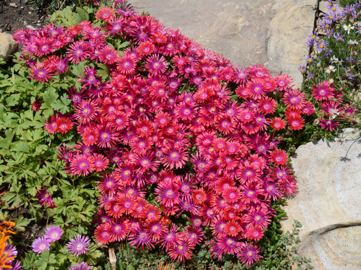 The Beginner’s Guide to Xeriscaping In Denver - 5280