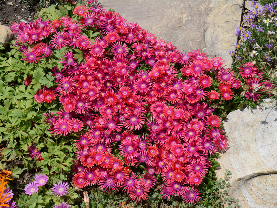 The Beginner’s Guide to Xeriscaping In Denver - 5280