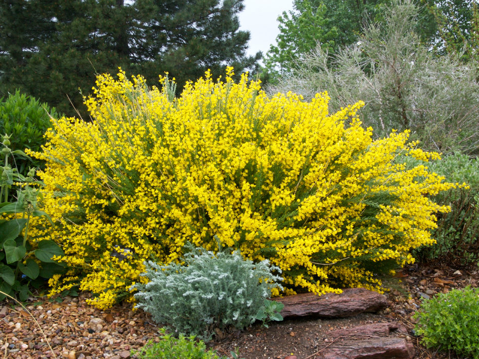 The Beginner’s Guide to Xeriscaping In Denver - 5280