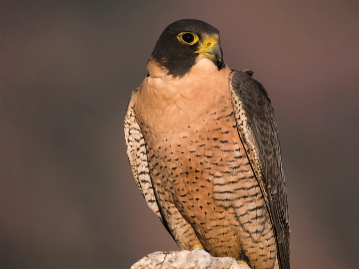 A First-Timer's Guide to Black Canyon of the Gunnison National Park - 5280