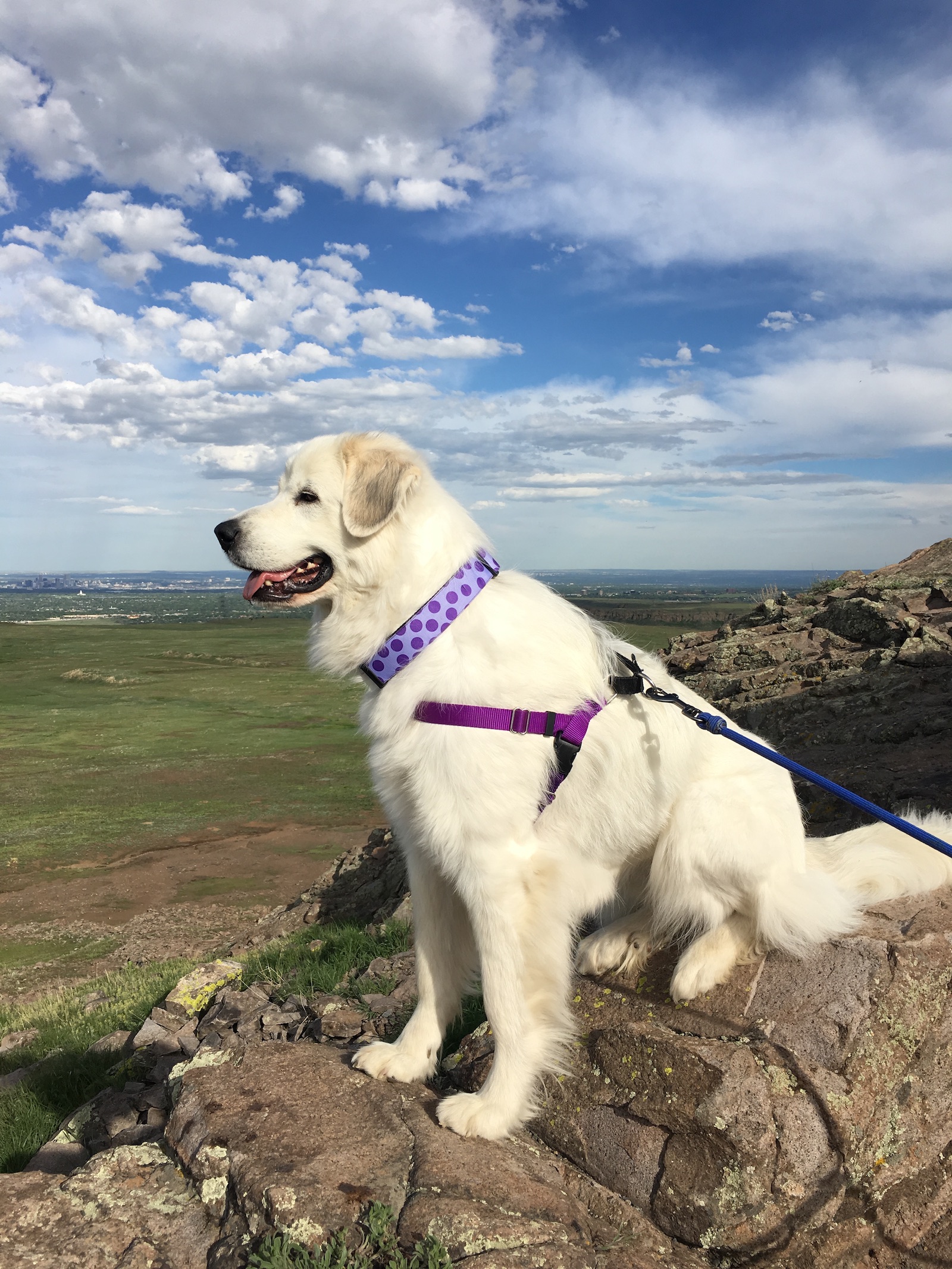 10 Dog-Friendly Hikes Near Denver - 5280