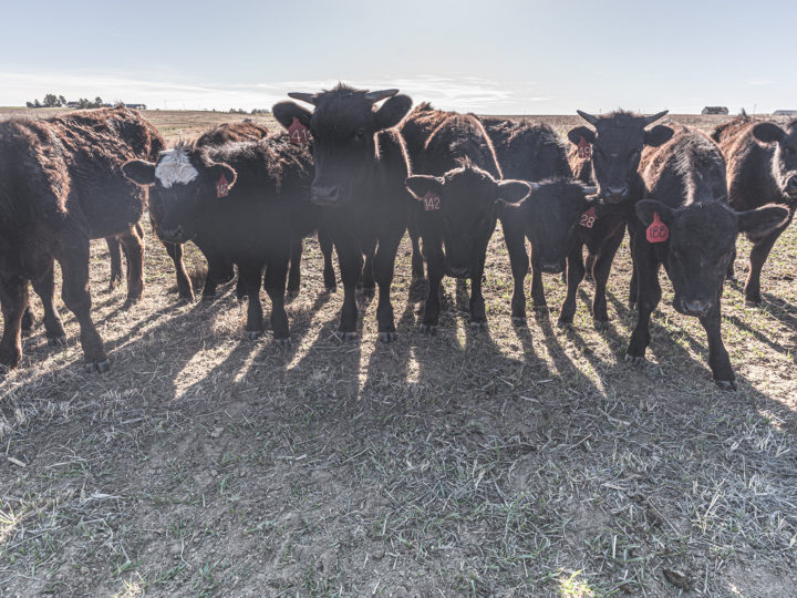 The Rise of Regenerative Agriculture in Colorado - 5280