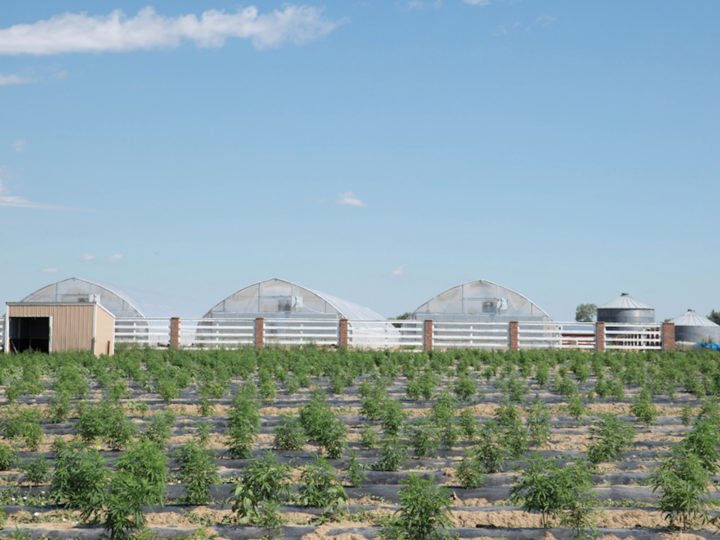 Everything Coloradans Never Knew They Needed To Understand About Hemp ...