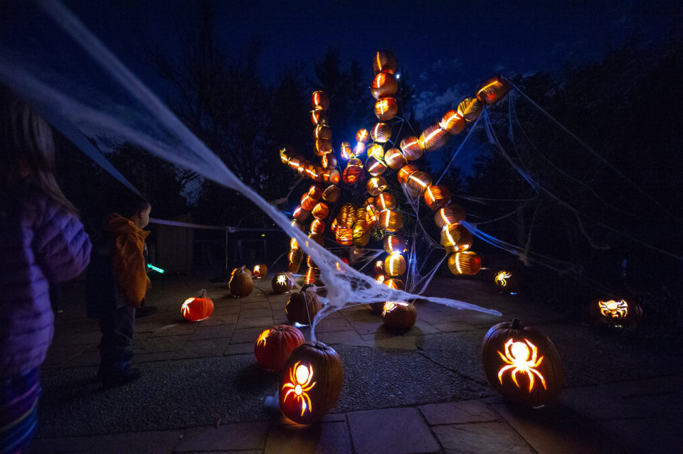 8 Fall Events & Festivals to Enjoy in Denver and Beyond