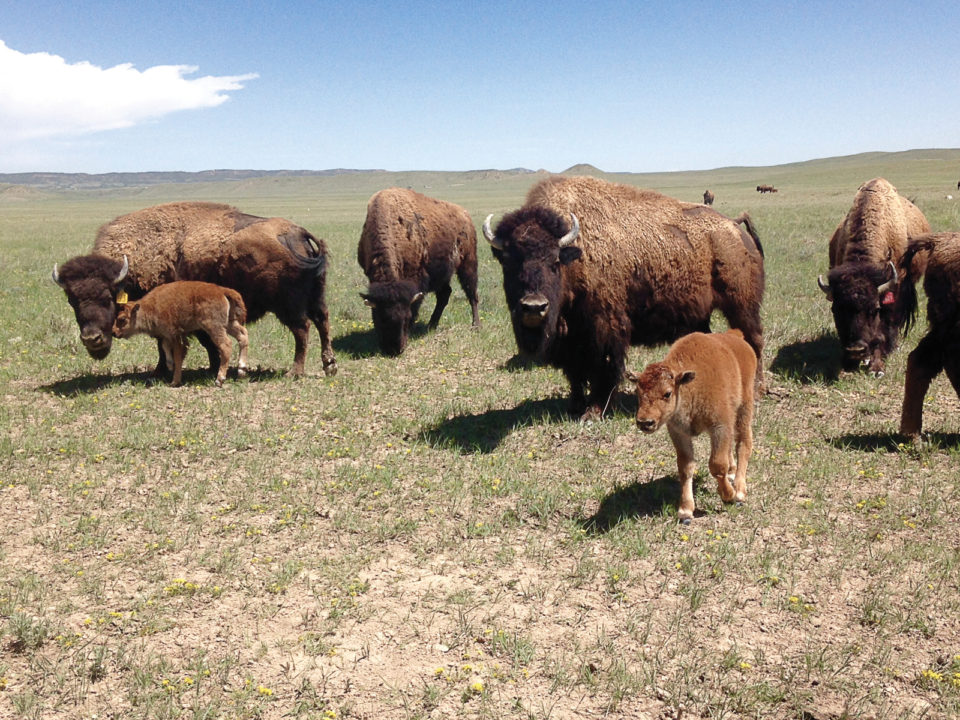 4 Times Colorado Has Reintroduced an Animal