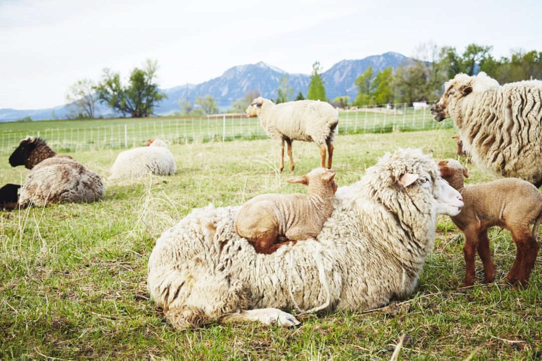 Black Cat Launches Farm To Home Hospitality