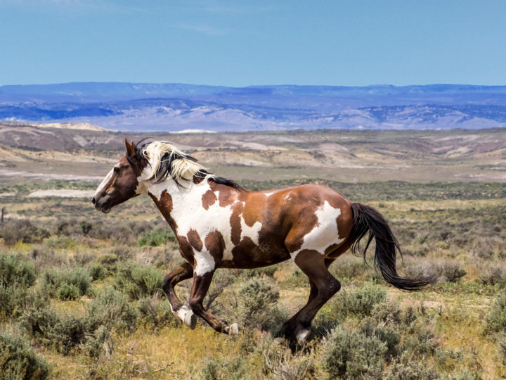 Meet One of the Country's Most Famous Wild Horses - 5280