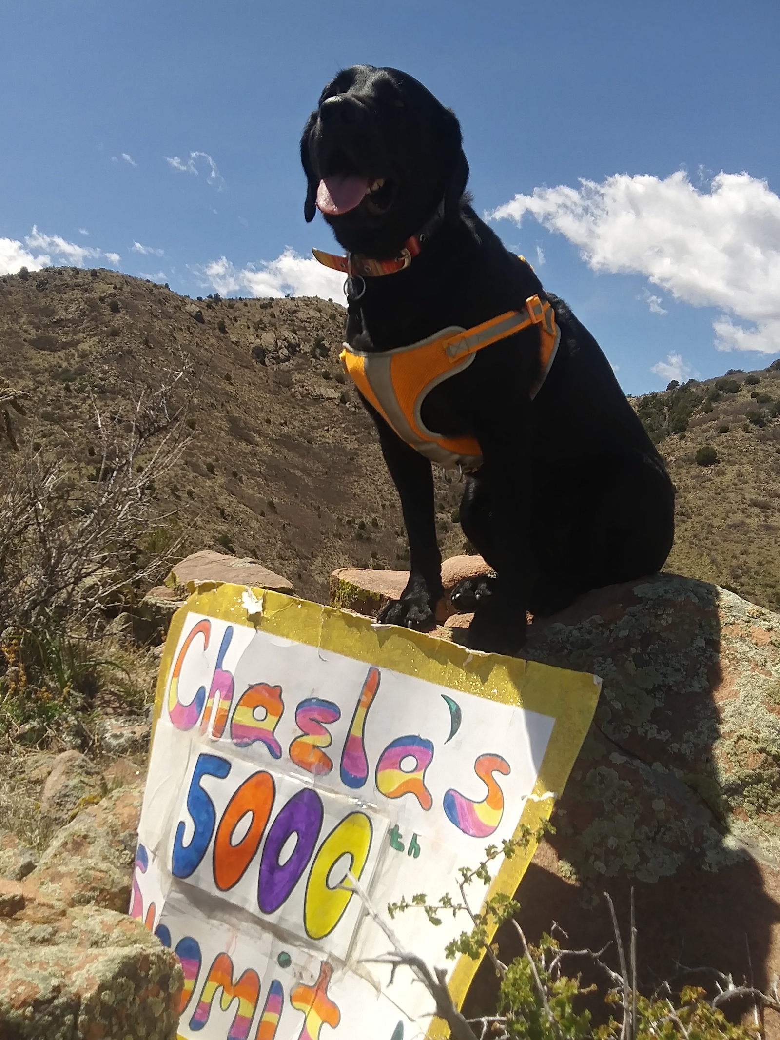 This Colorado Dog Has Hit More Than 5,000 Summits