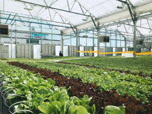 Gotham Greens Produces Sustainably Farmed Lettuce In Stapleton