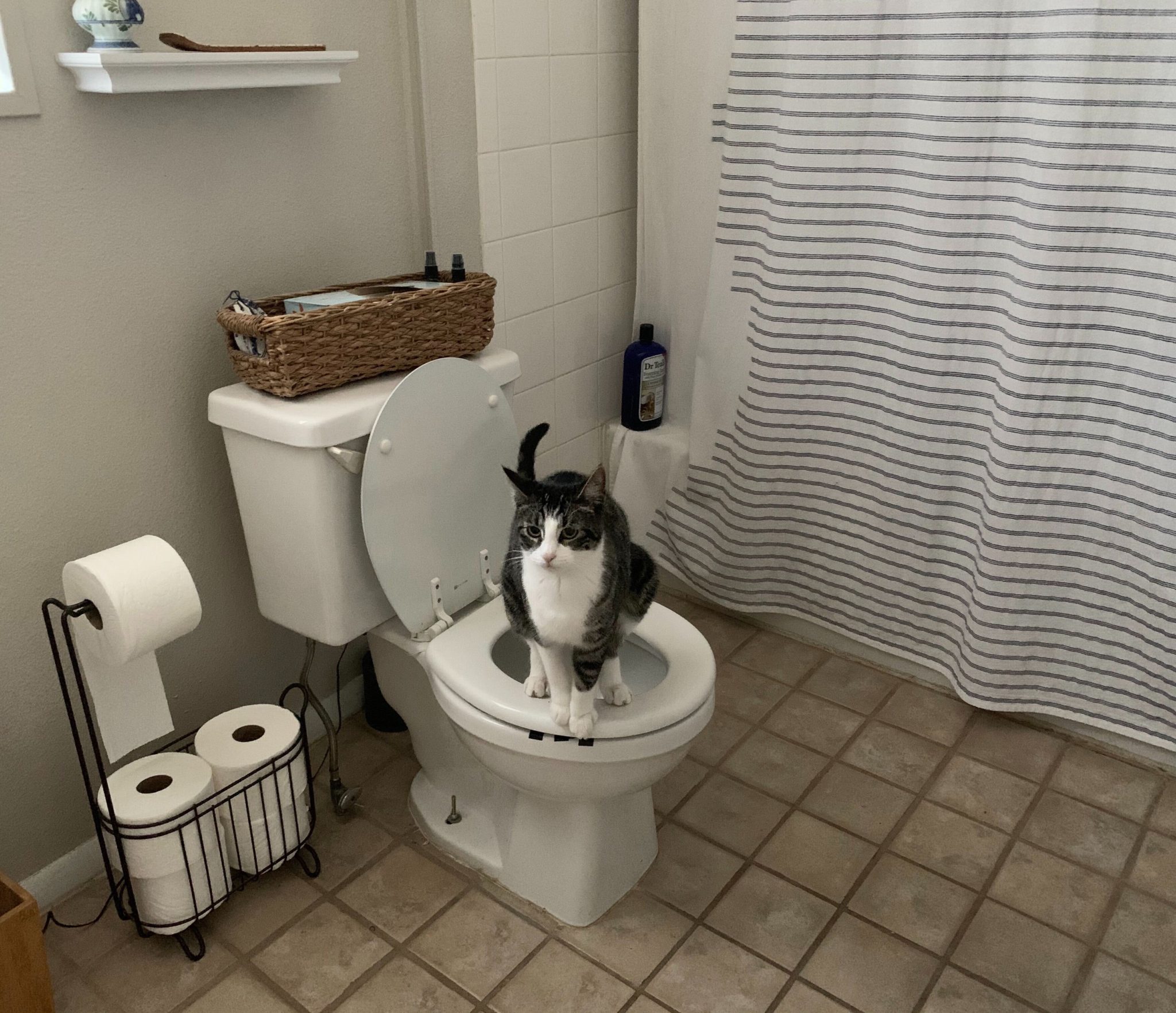 How I Taught My Cat to Use a Toilet During the Pandemic - 5280