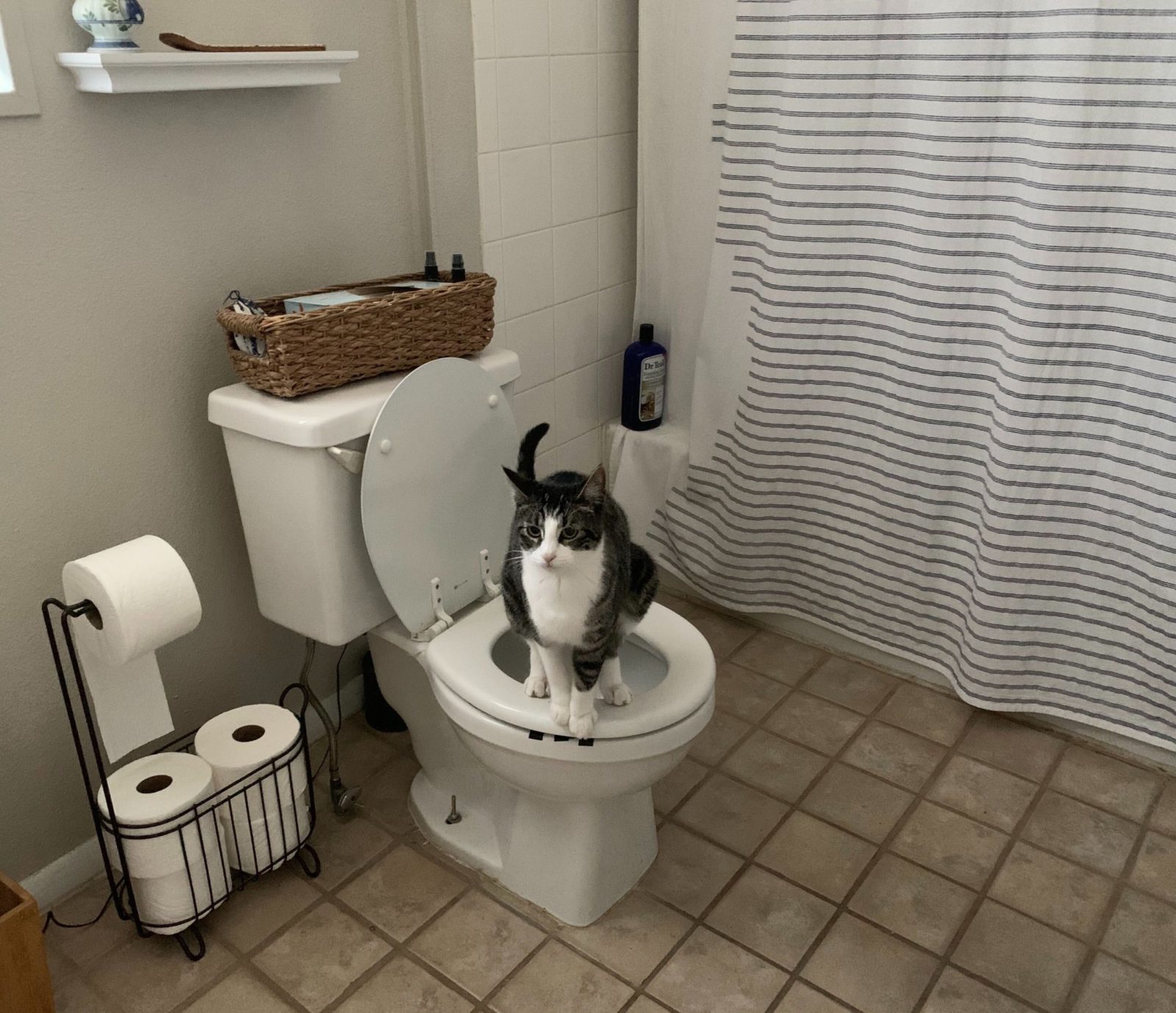 How I Taught My Cat To Use A Toilet During The Pandemic 5280 How I Taught My Cat To Use A Toilet During The Pandemic 5280