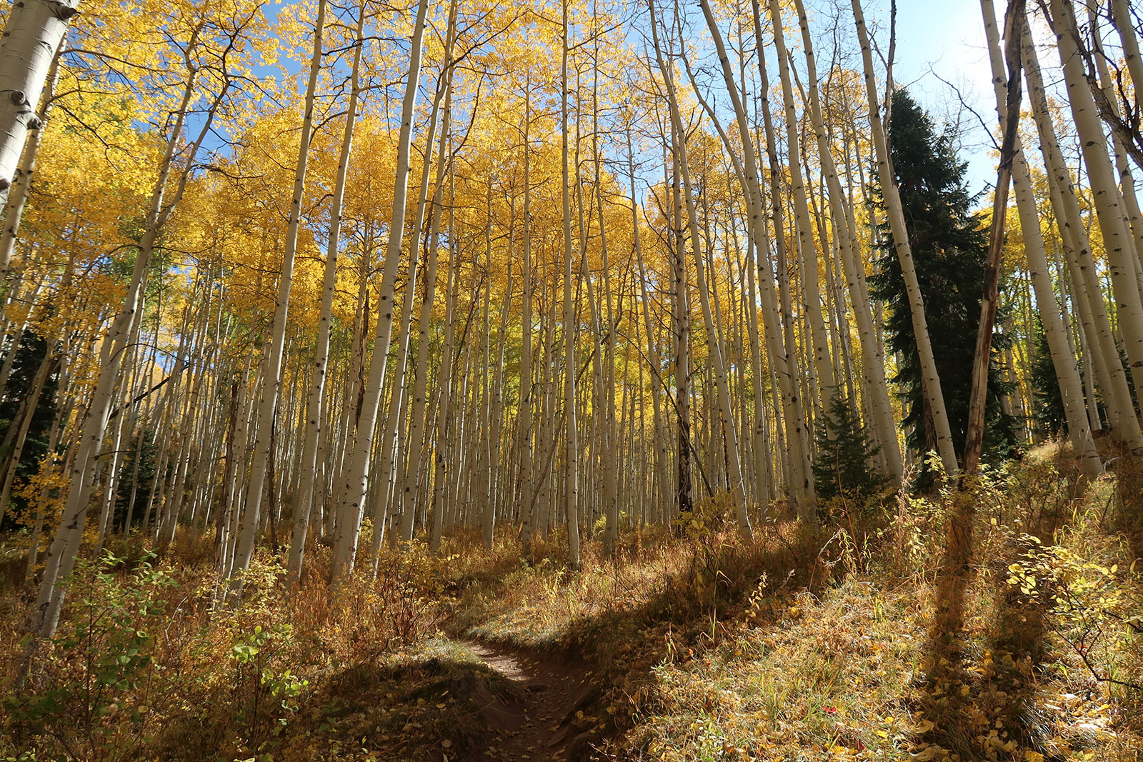 7 Fall Trails in Colorado Where You Can Successfully Socially Distance