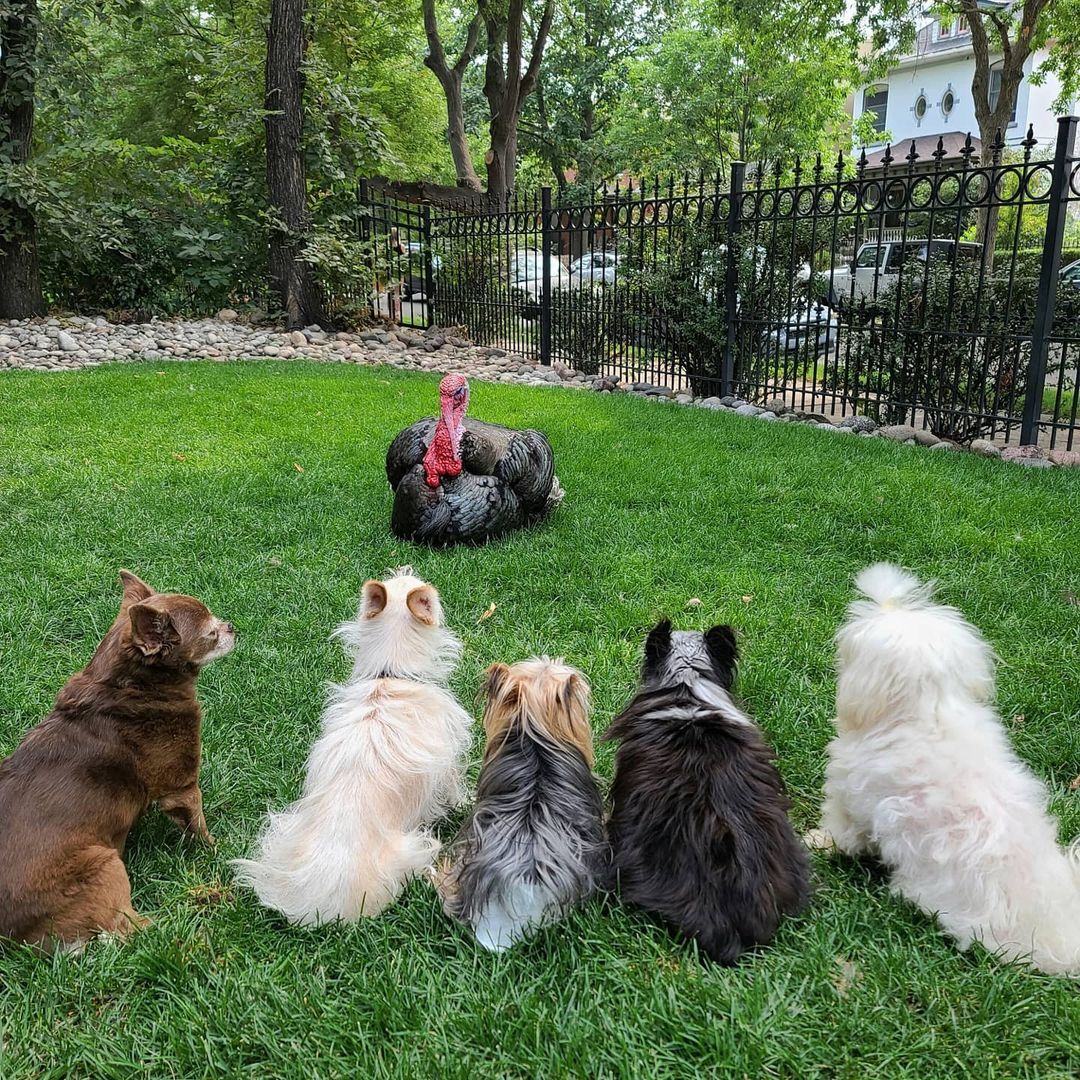 Meet Tofu, the Denver Turkey Lifting Spirits During the Pandemic