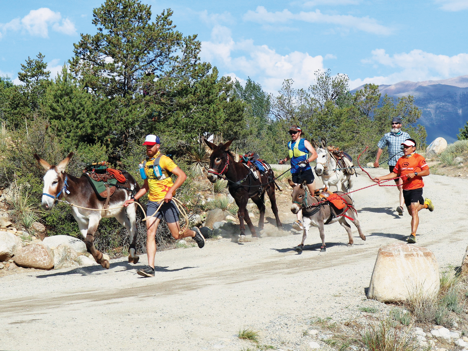 Buttercup the Mini Burro Racing Icon Is Going For Her Third Triple Crown