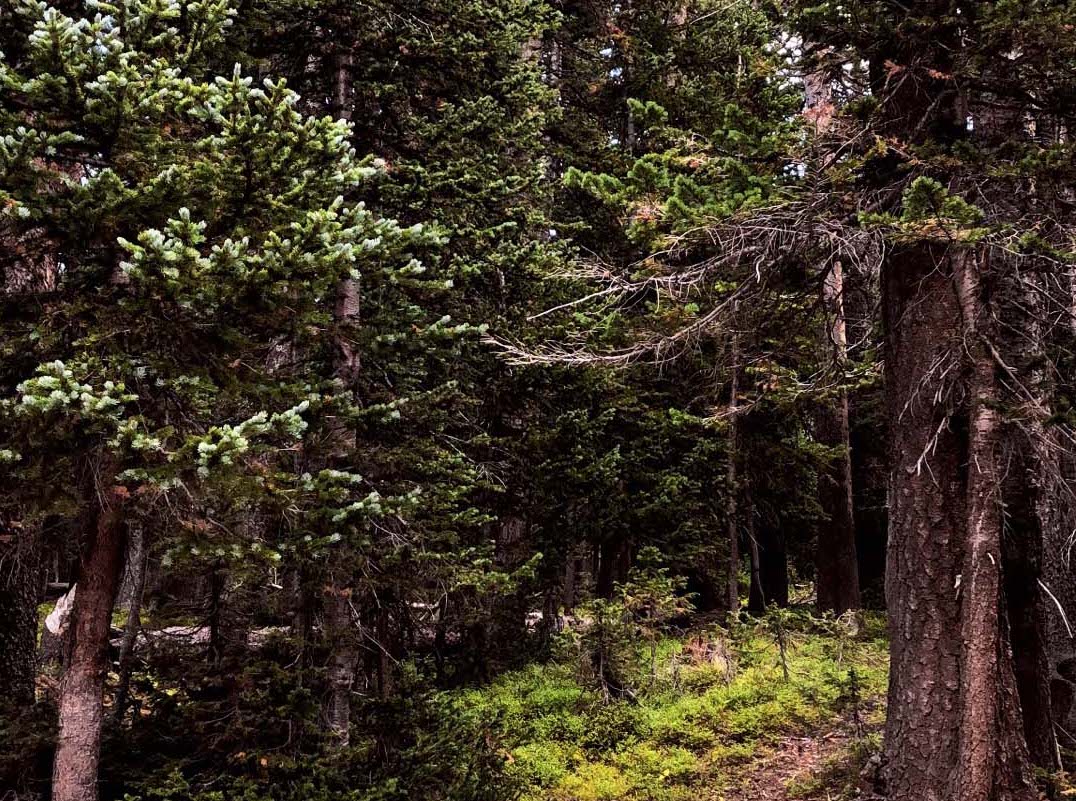 The Health of Colorado’s Forests Is More Critical Than Ever - 5280