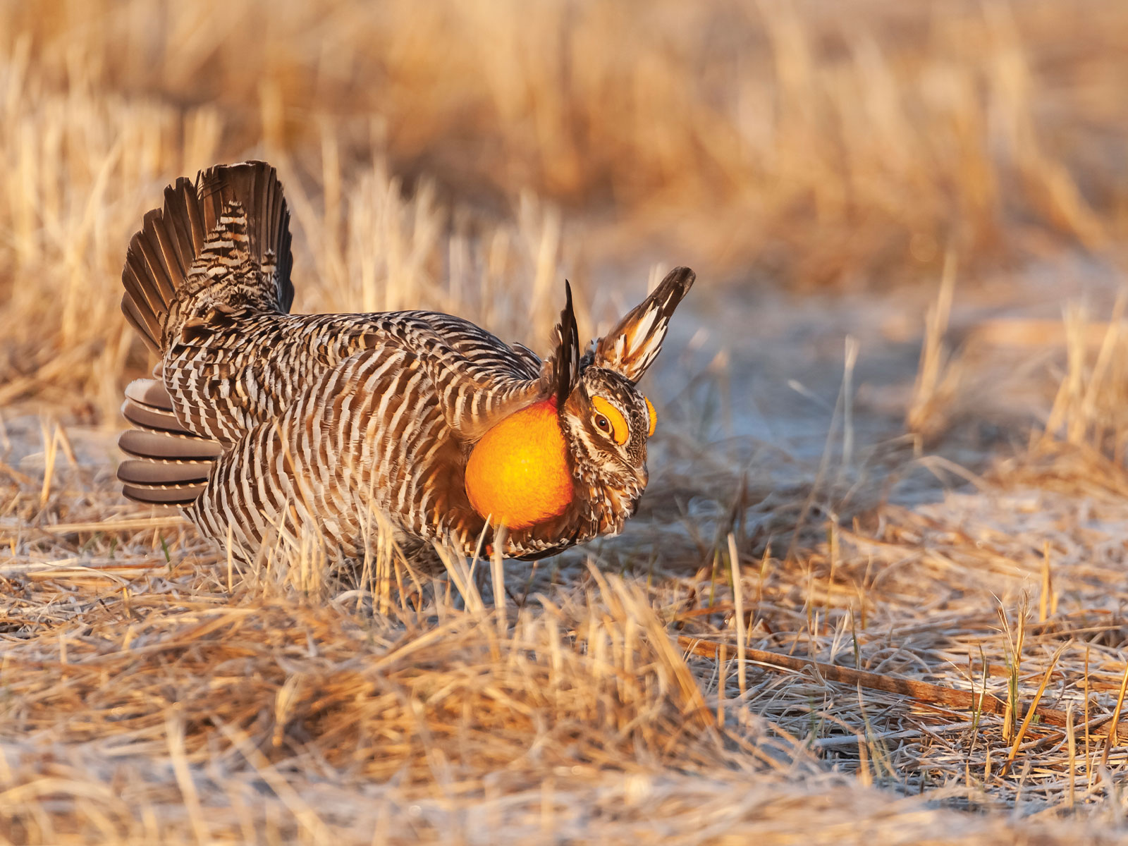 Where to Go Birding in Colorado - 5280