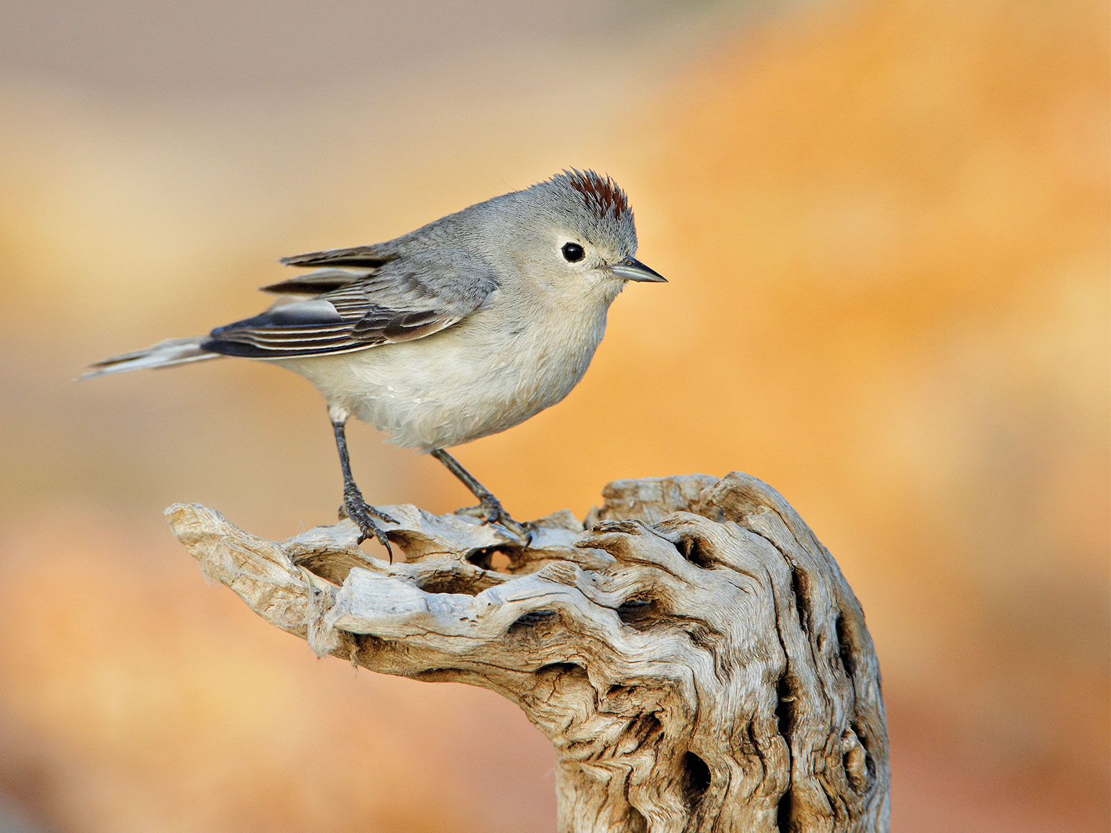 Where to Go Birding in Colorado - 5280