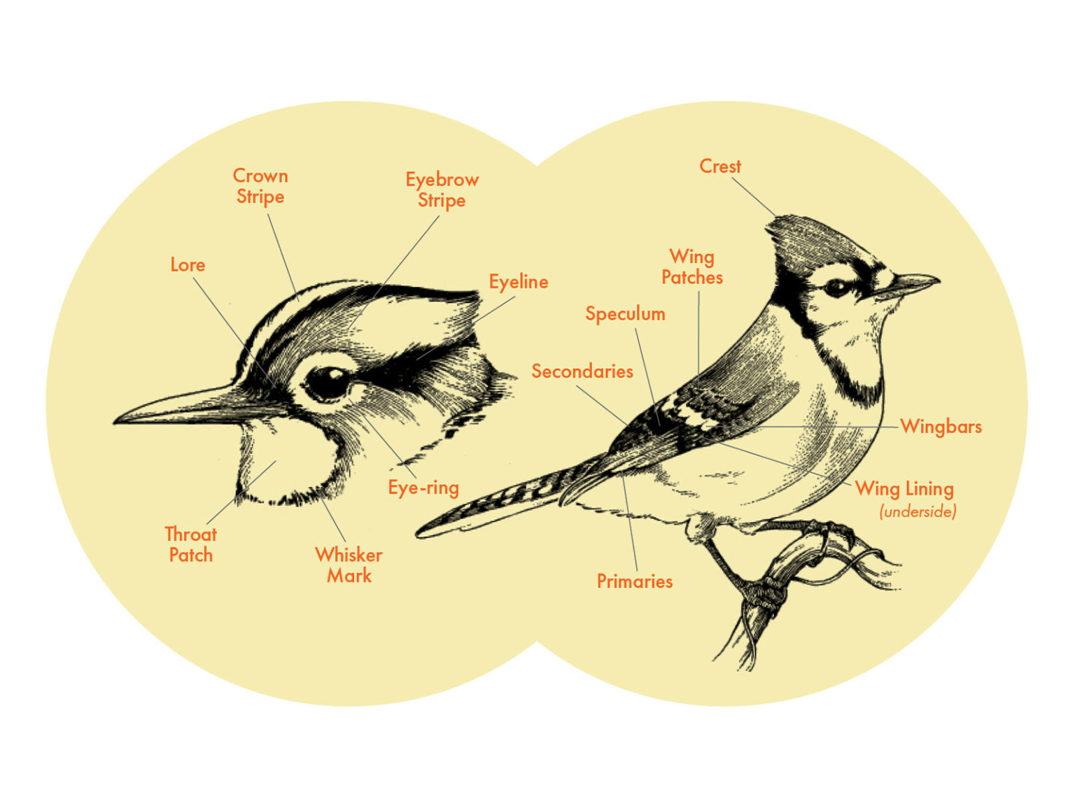 What You Need to Know Before You Go Birding - 5280