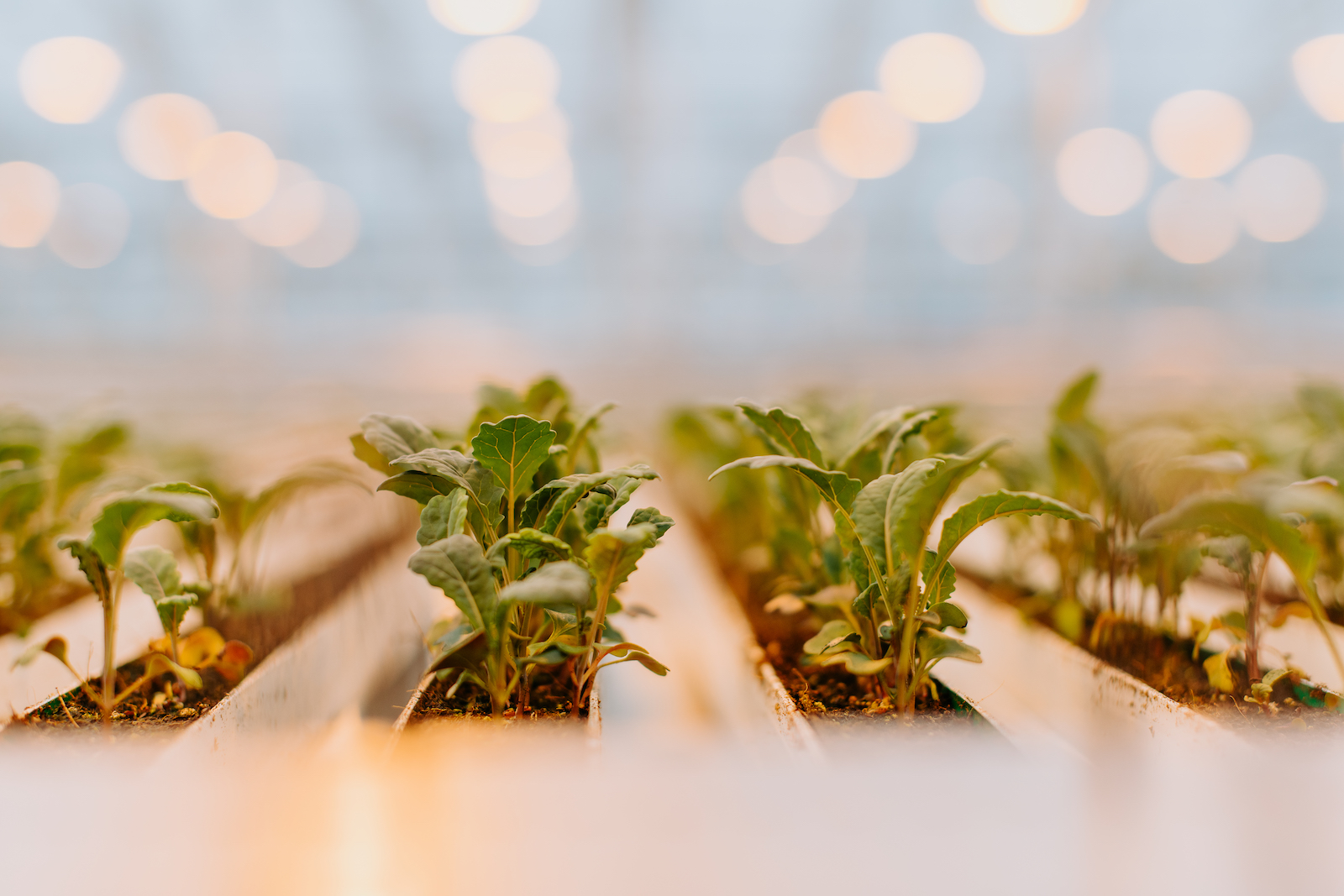 Inside Colorado’s Largest Organic Indoor Farm