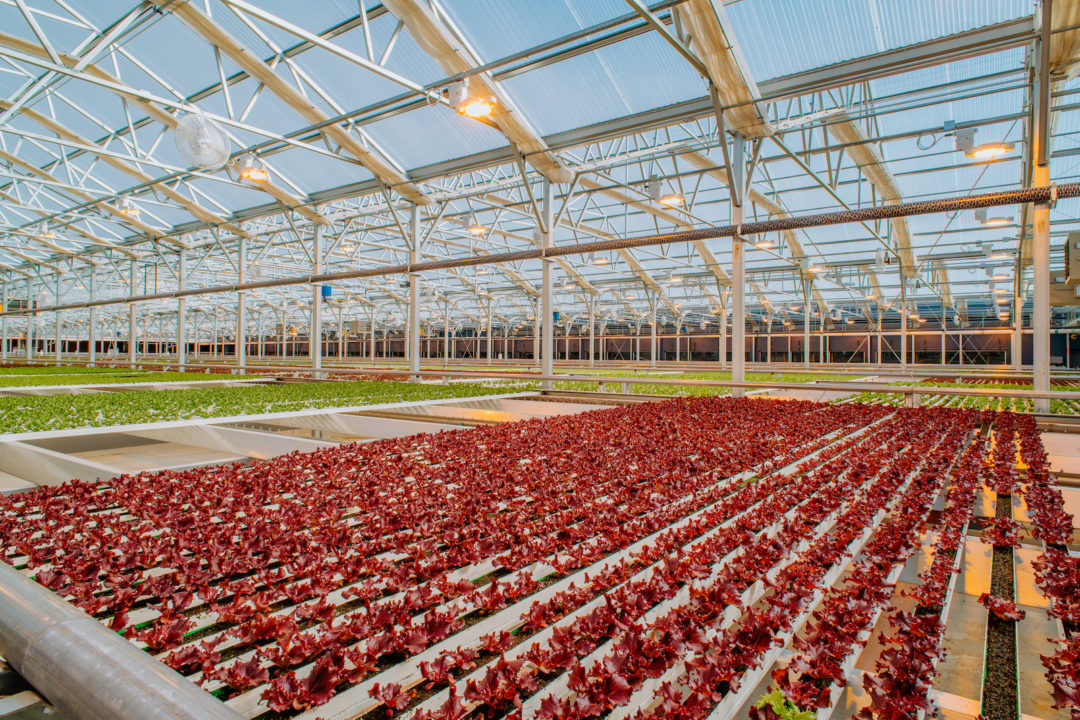 Inside Colorado’s Largest Organic Indoor Farm