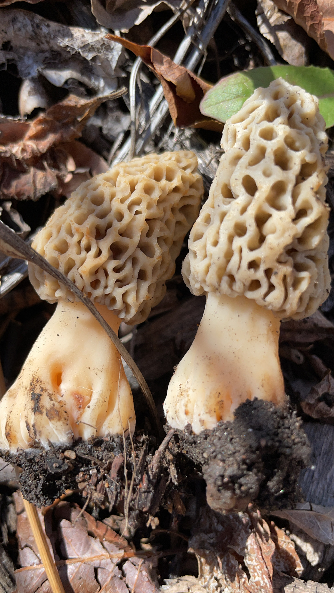 What’s in Season Now: Morel Mushroom