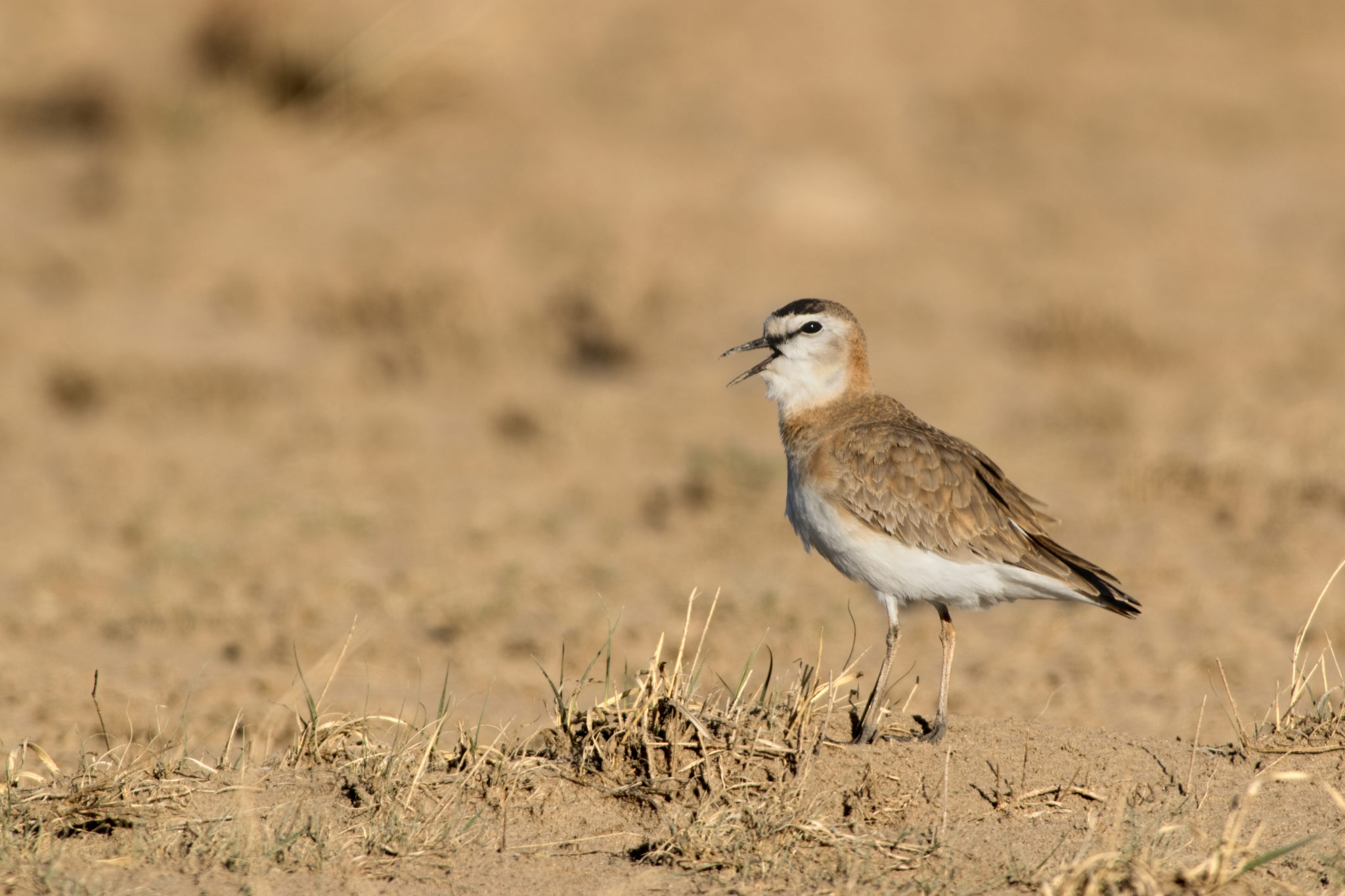 How the Mountain Plover Helps Sustain Small Town Life - 5280