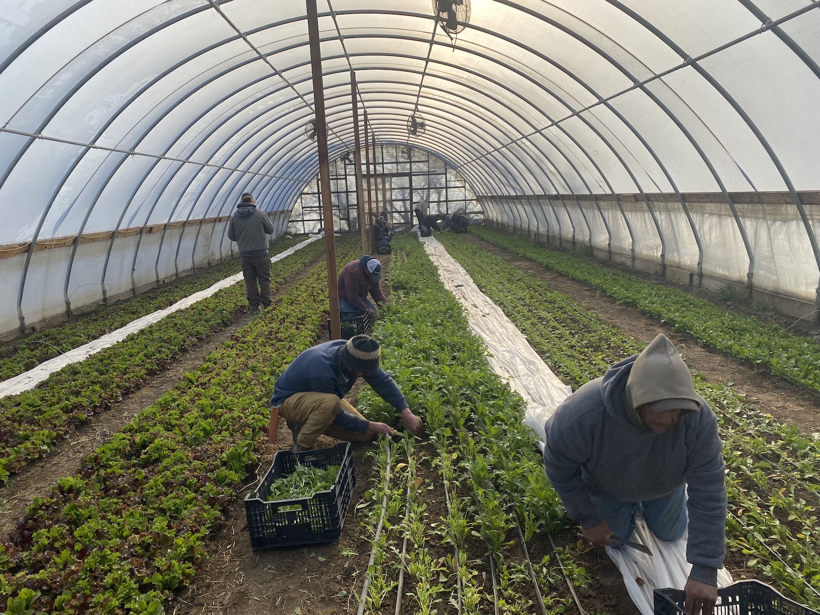 What’s in Season Now: Arugula