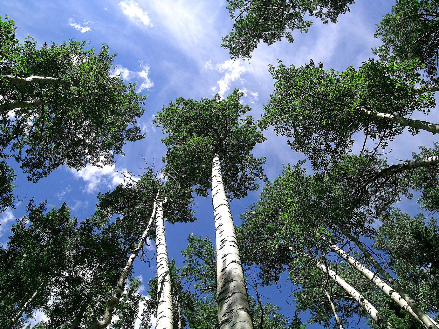 Will A Nationwide Forest Inventory Effort Help Save Colorado’s Oldest ...