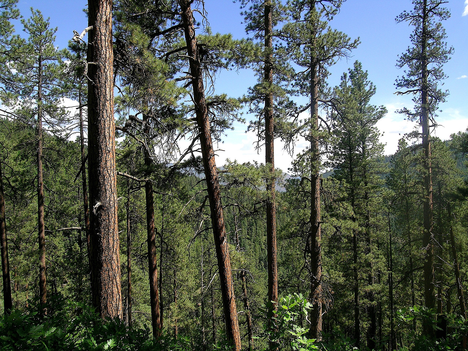 Will A Nationwide Forest Inventory Effort Help Save Colorado’s Oldest ...