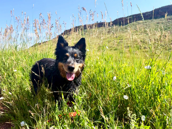 7 Off-Leash Dog Parks to Explore in the Denver Metro Area - 5280