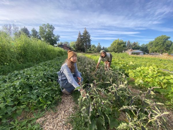 How FrontLine Farming Is Using Land to Grow Food and Heal Generational ...