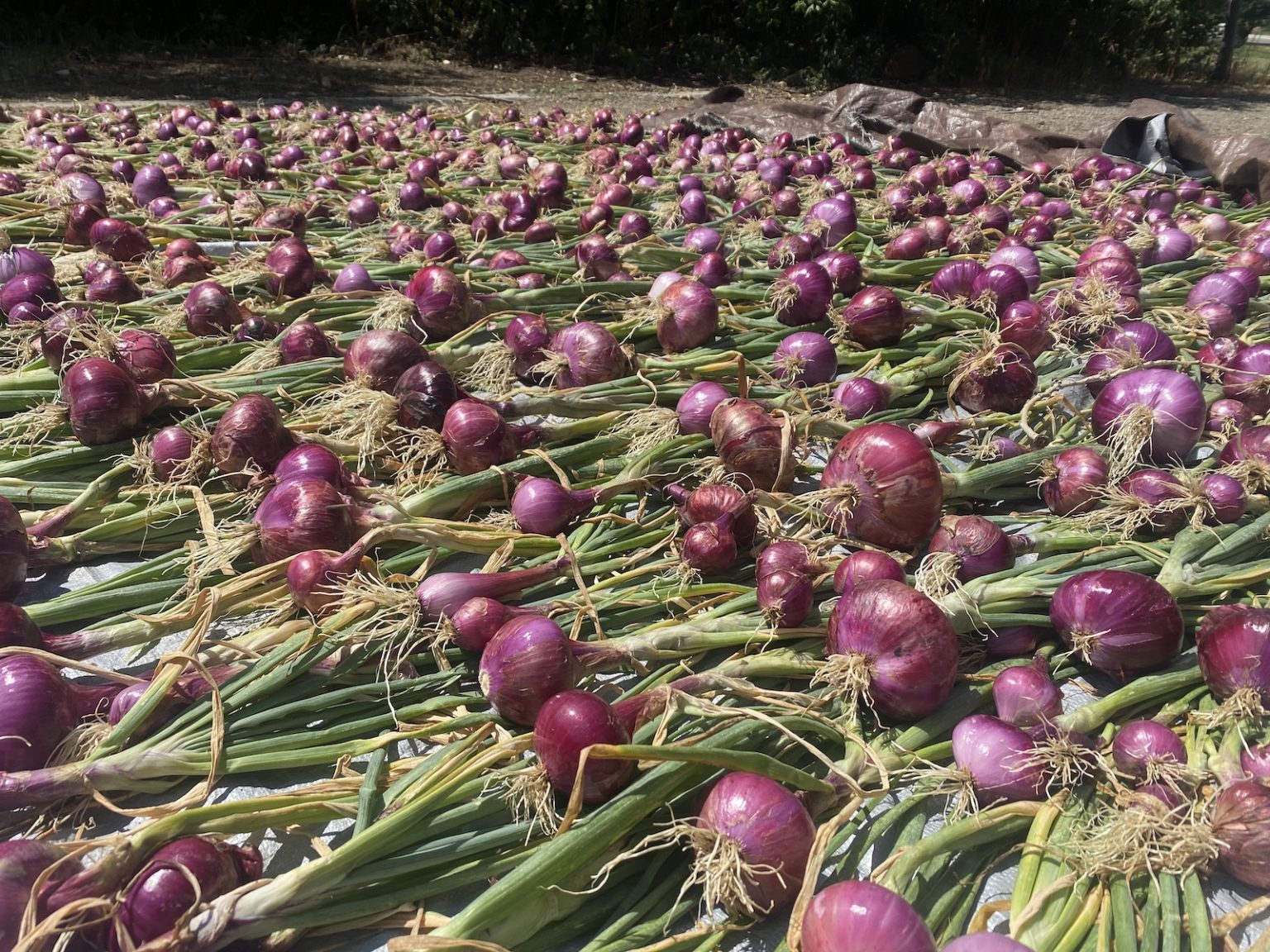 How FrontLine Farming Is Using Land to Grow Food and Heal Generational ...