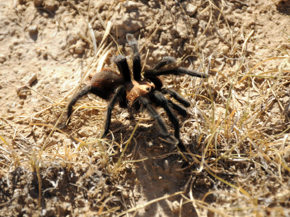 Tarantulas! What to Know About Colorado’s Spider Migration - 5280