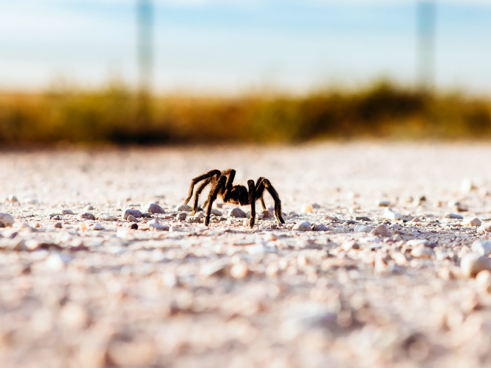 Tarantulas! What to Know About Colorado’s Spider Migration - 5280