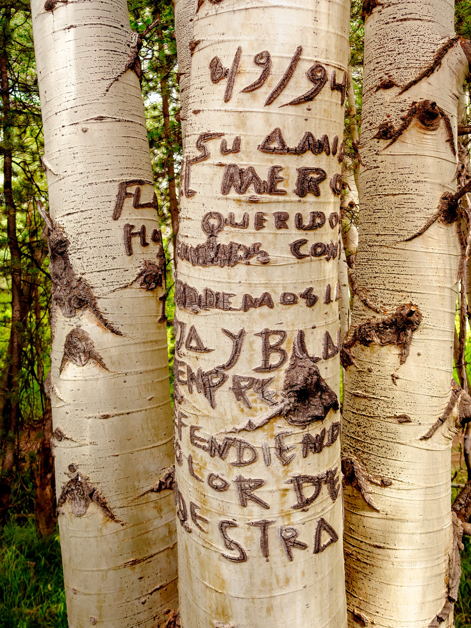 Aspen Archives Explores Tree Carvings Left by Sheepherders in Colorado ...