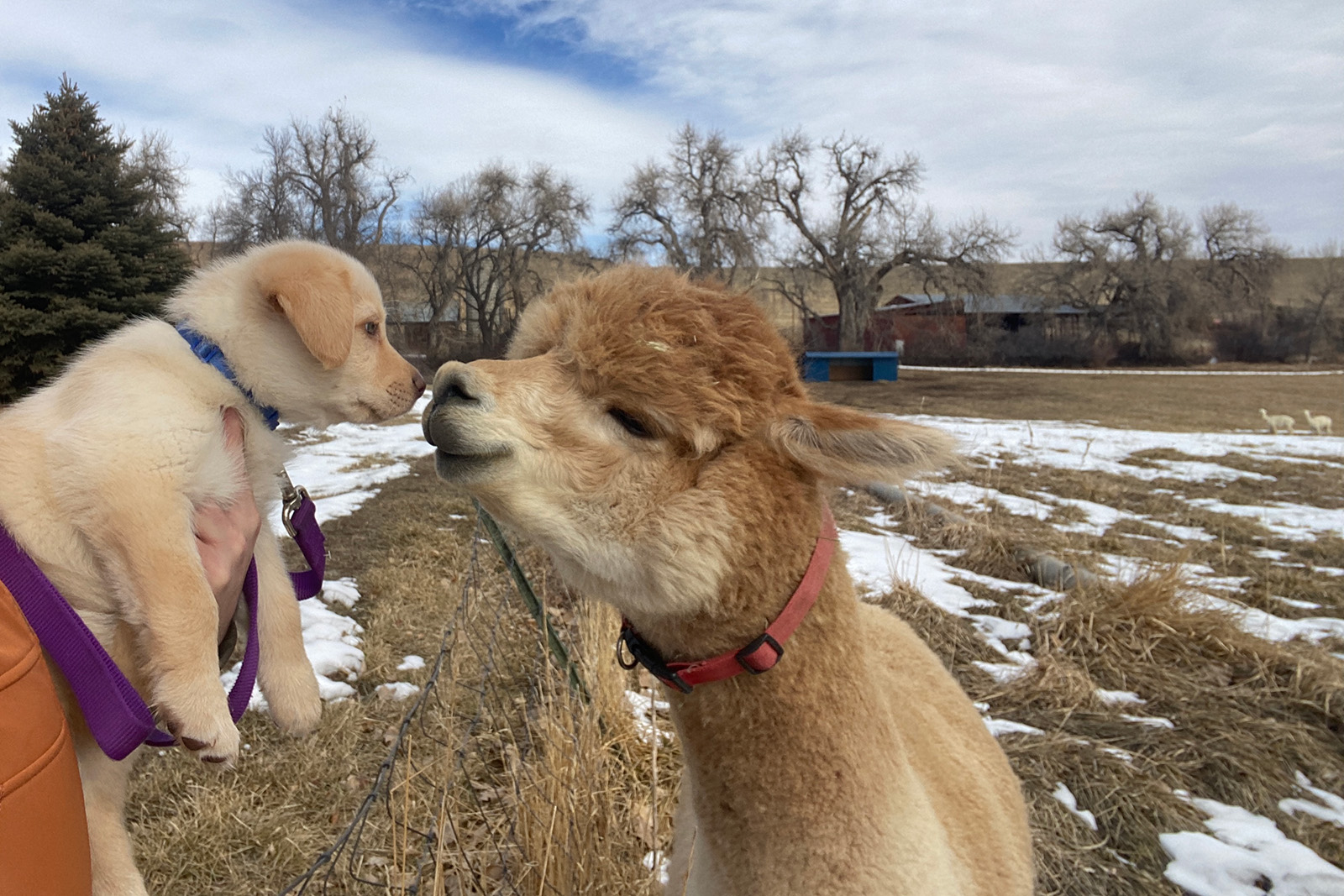 How Boulder Farm Miraflora Uses Alpacas to Grow Hemp for CBD